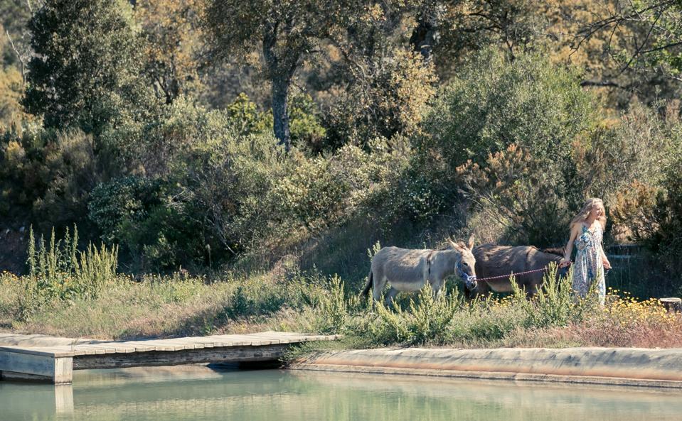 Expanding The Ecosystem: Biodiversity In A Provençal Vineyard