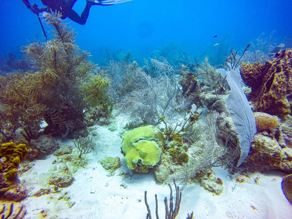 Wrecks, Reefs, And Rays: Scuba Diving In Barbados