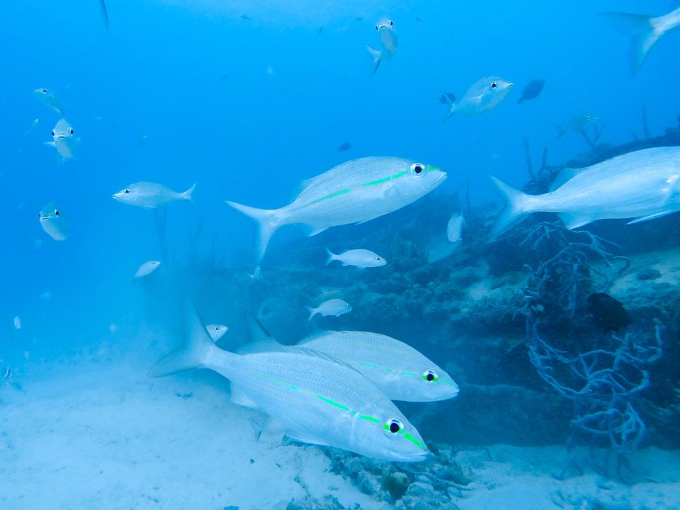 Wrecks, Reefs, And Rays: Scuba Diving In Barbados
