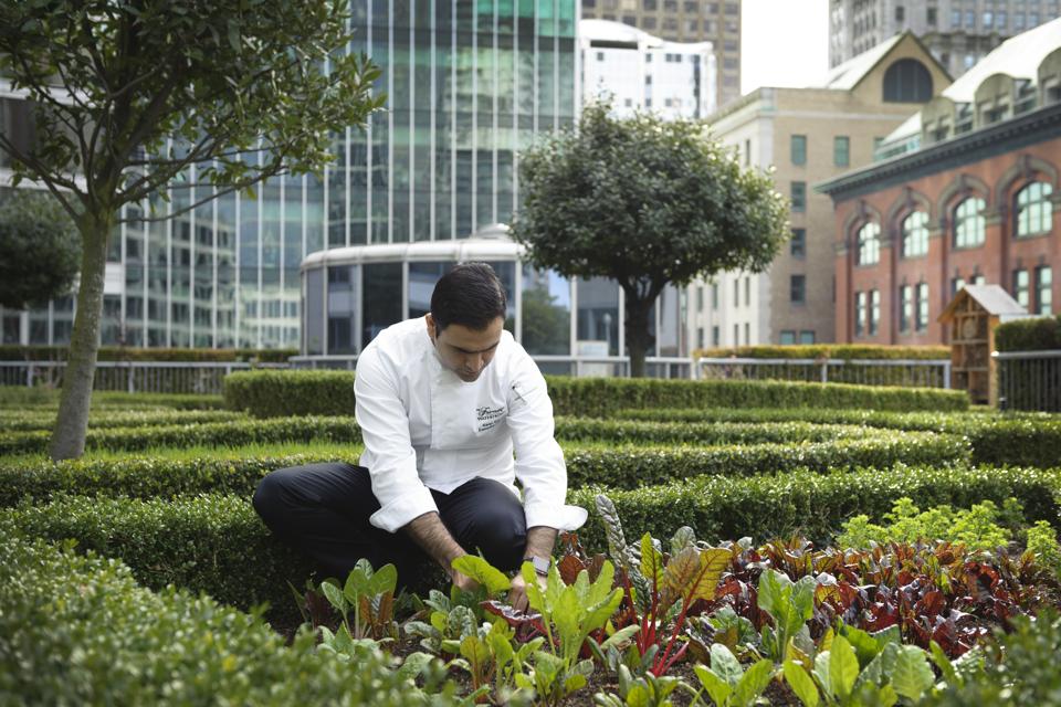 Reap What They Sow At These Amazing Vancouver Hotel Rooftop Gardens