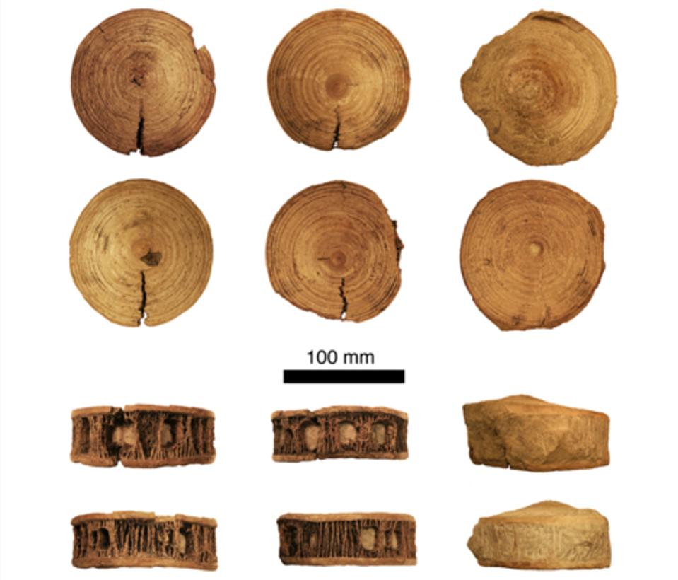One Of The Largest Sharks To Patrol The Cretaceous Seaway Identified By ...