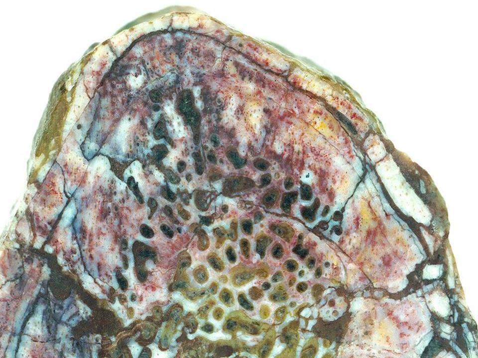 Dinosaur Bones Give Up Their Inner Secrets: Preserved Proteins ...