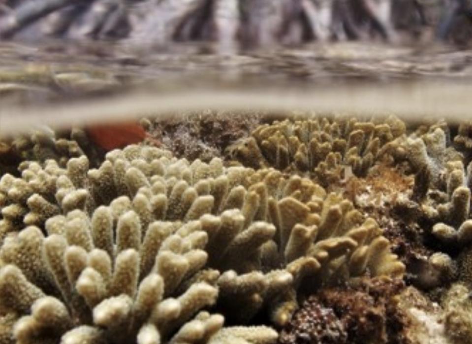Newly Discovered Corals In Mangrove Lagoons Can Withstand Extremes