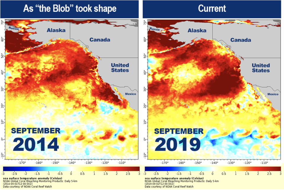 Another ‘Warm Blob’ Is Forming In The Pacific Ocean