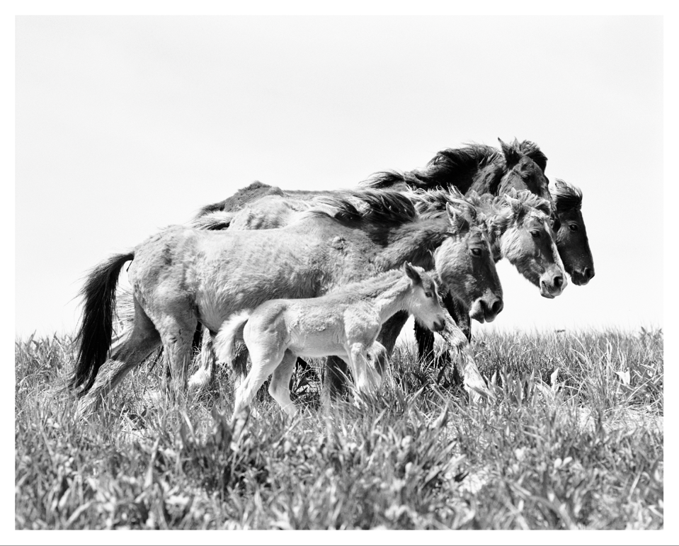 Roberto Dutesco’s Majestic Images Of Wild Horses Captivate And Draw ...