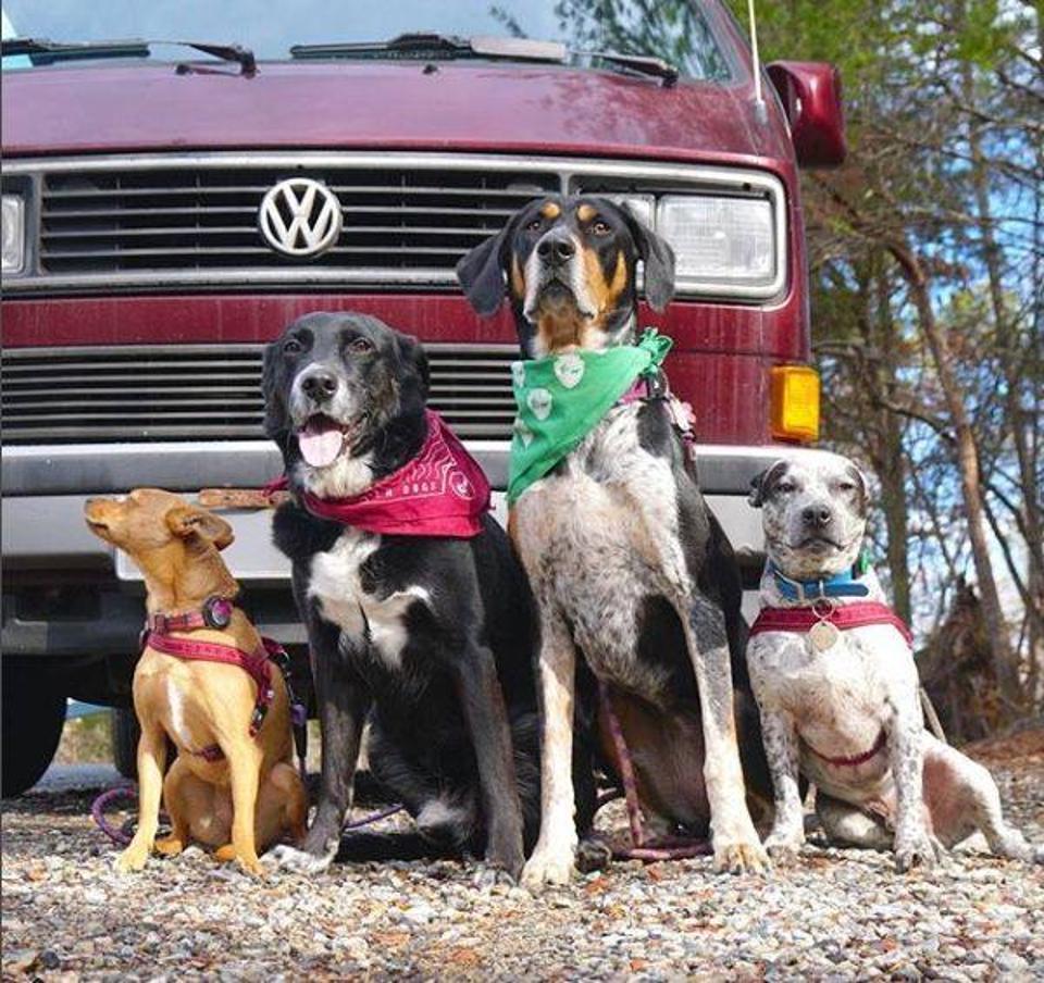 The Best GPS Trackers For Pets