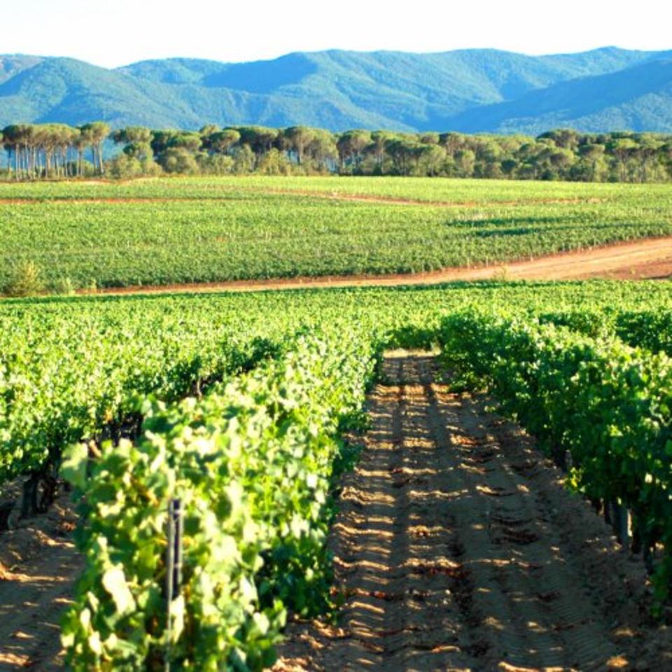 Provence Debuts A New Wine Designation