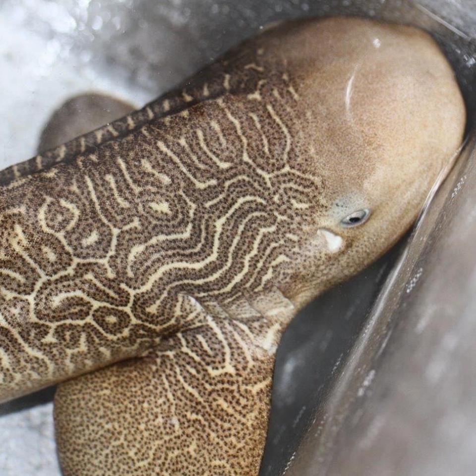 Zebra Sharks Have A New Color