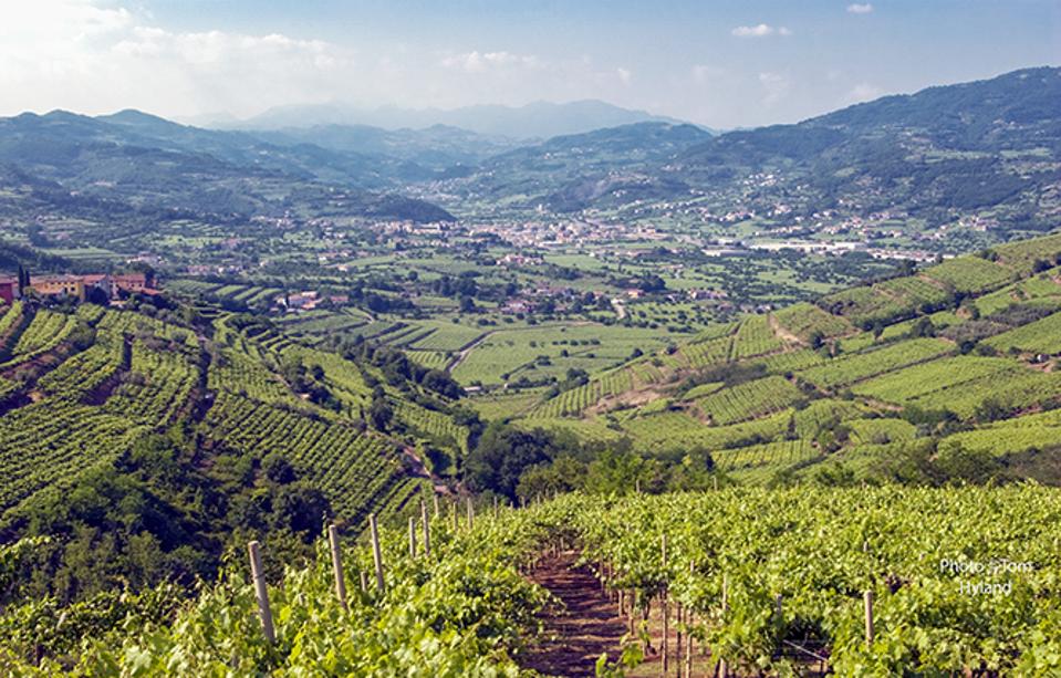 Developments In The Italian Wine Industry