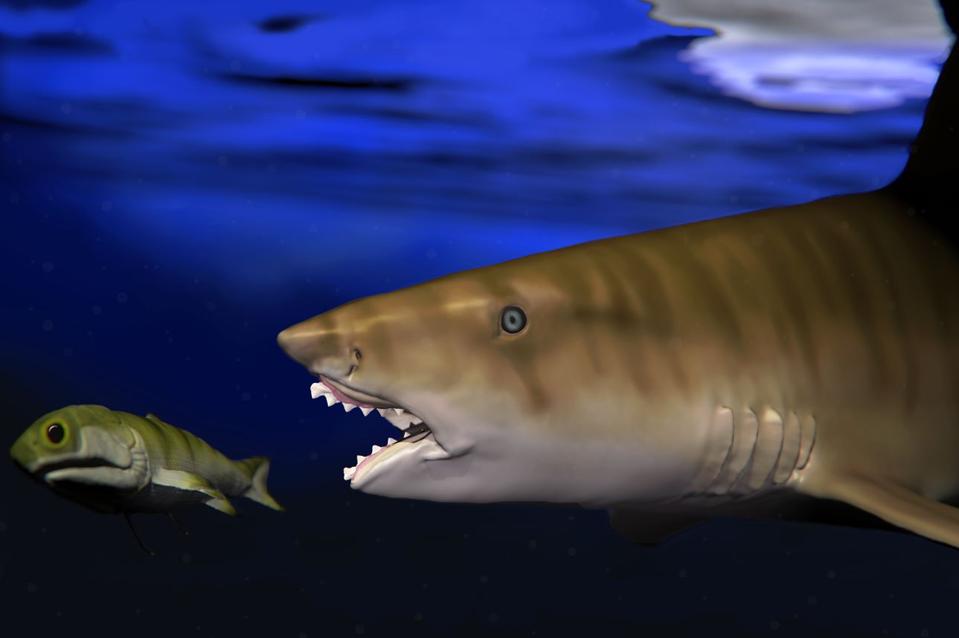 What Saws, Scissors, And Sharks All Have In Common