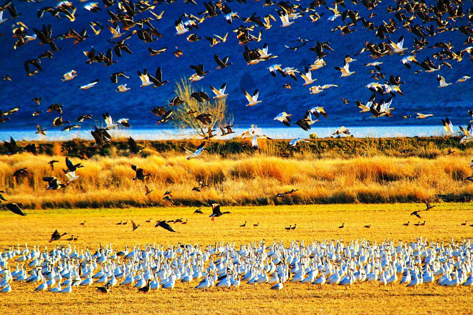 Brighten Up Winter With These Amazing U.S. Birding Festivals