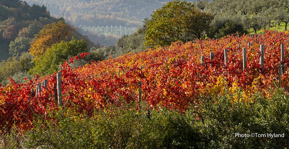 Montefalco Sagrantino - Entering A New Chapter