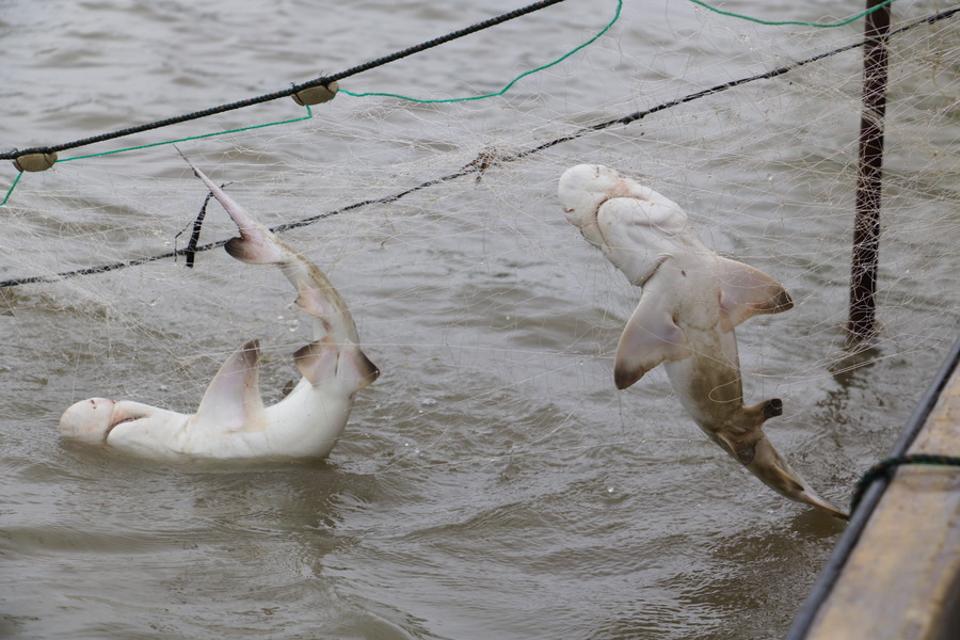 How Religion Is Helping Some Sharks