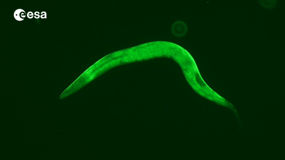There Are Worms In Space