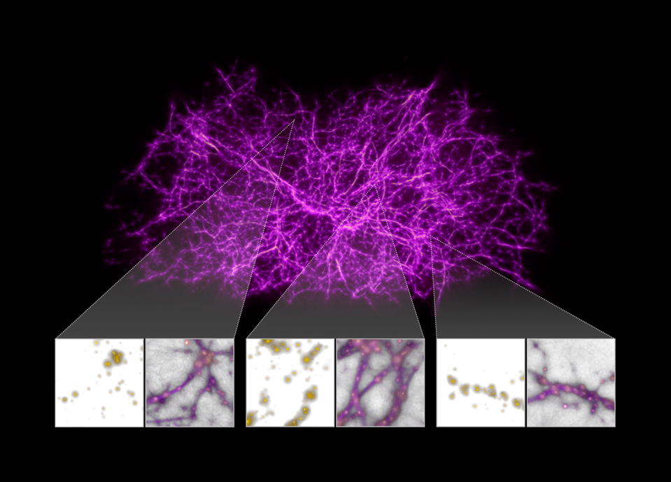Lowly Slime Mold Enables New Map Of Local Cosmic Web