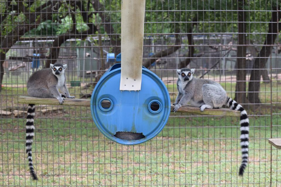 This Primate Sanctuary In Texas Is Offering A Live Virtual Tour: Tune ...