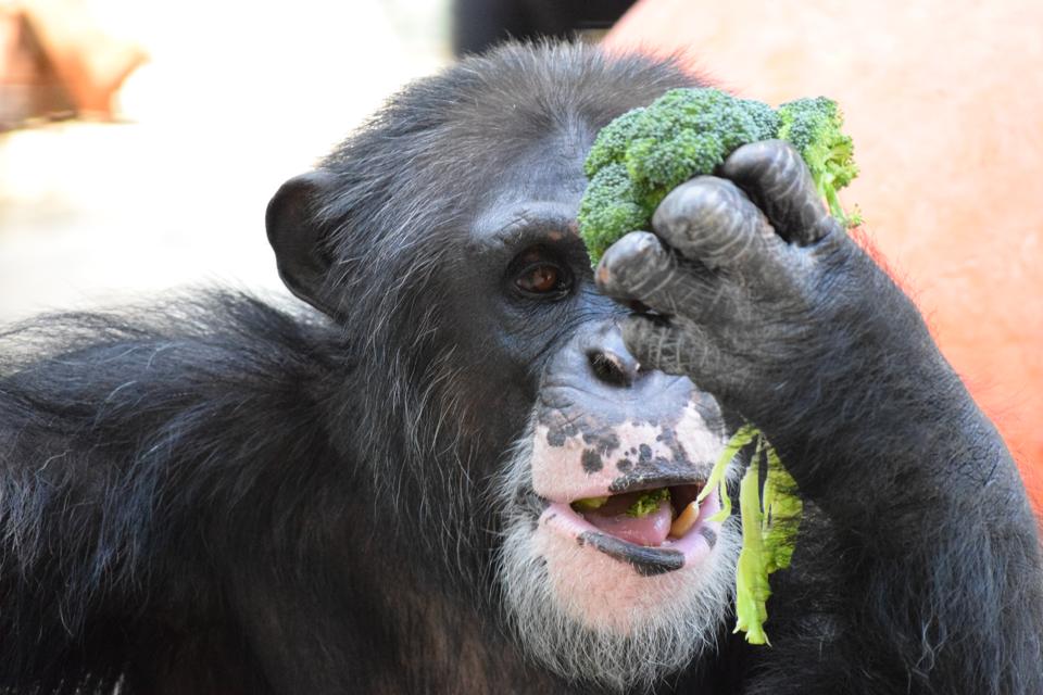 This Primate Sanctuary In Texas Is Offering A Live Virtual Tour: Tune ...