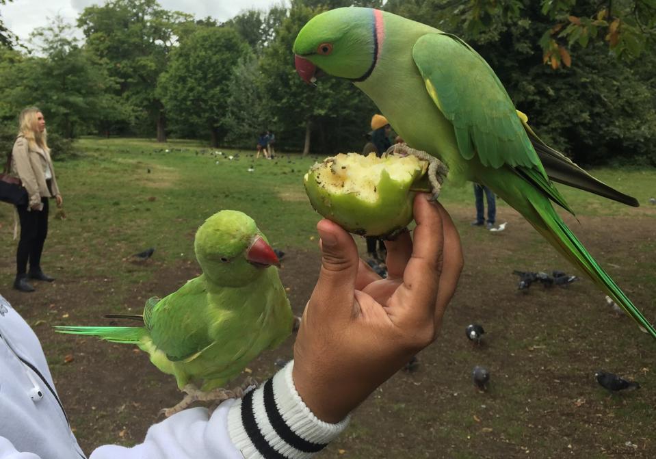 The Parakeeting Of London: An Adventure In Gonzo Ornithology