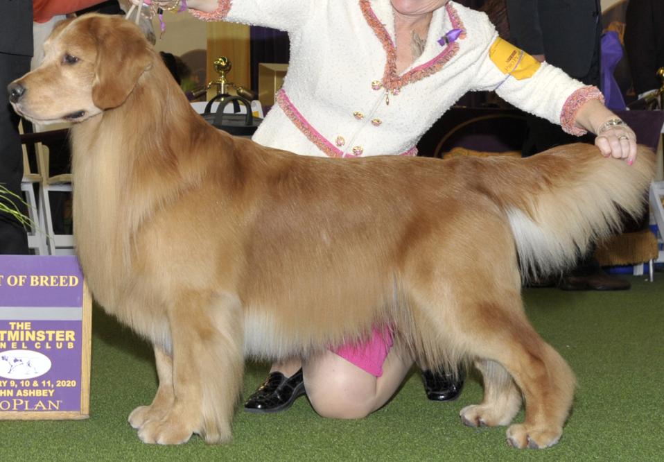 A Real Dog, Or A Painting Of One? Either Way, It Gives You Paws