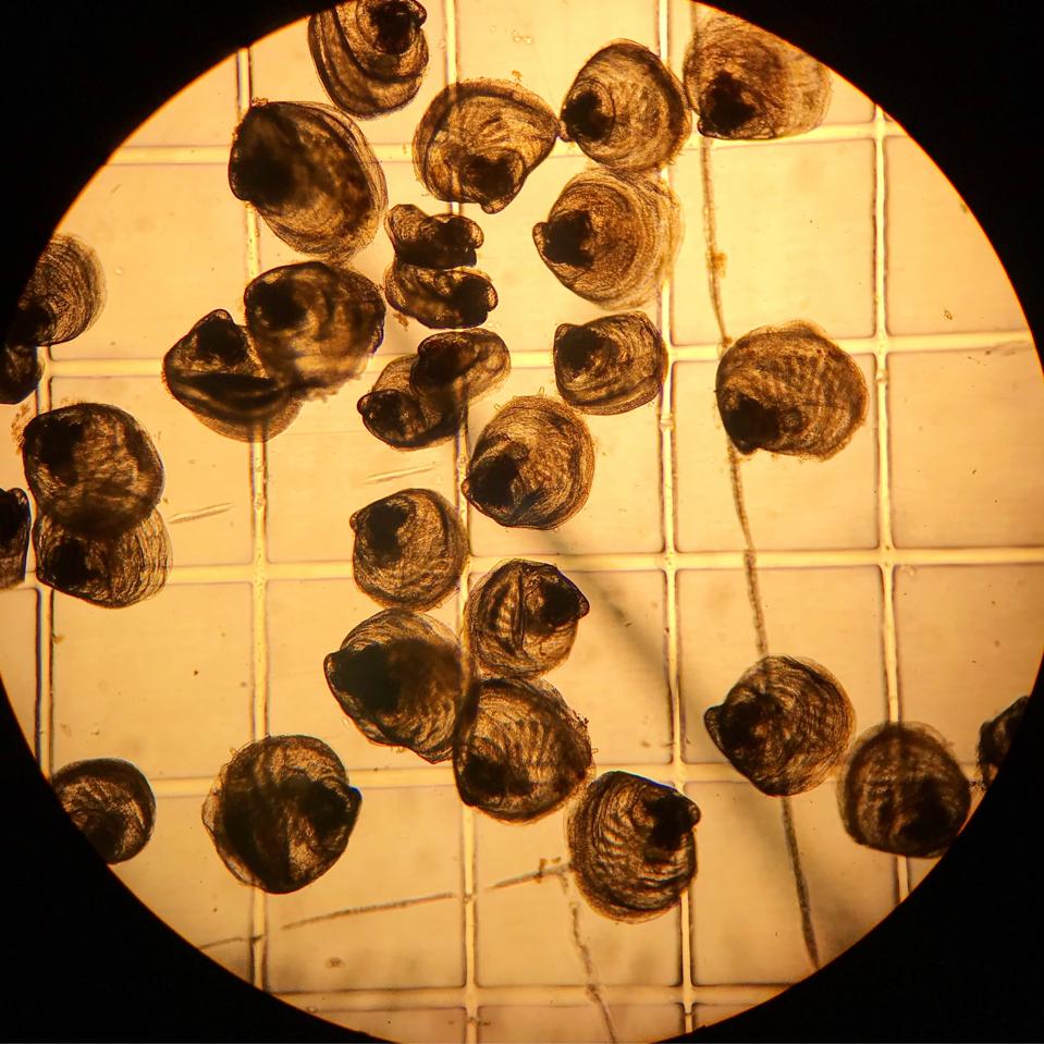 To Spawn An Oyster: How Your Favorite Briny Bivalve Came To Be