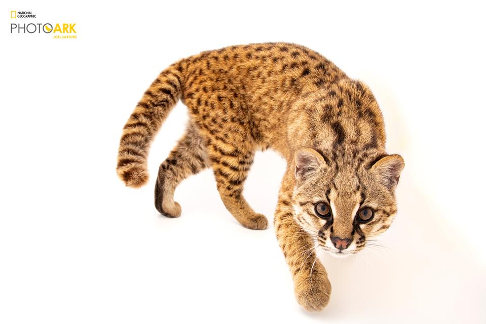 Adorable Wildcat Is 10,000th Animal In National Geographic Photo Ark