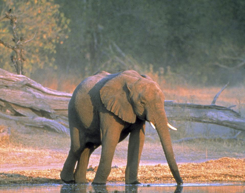 Take A Virtual African Safari In 2020 In Real-Time From Your Sofa