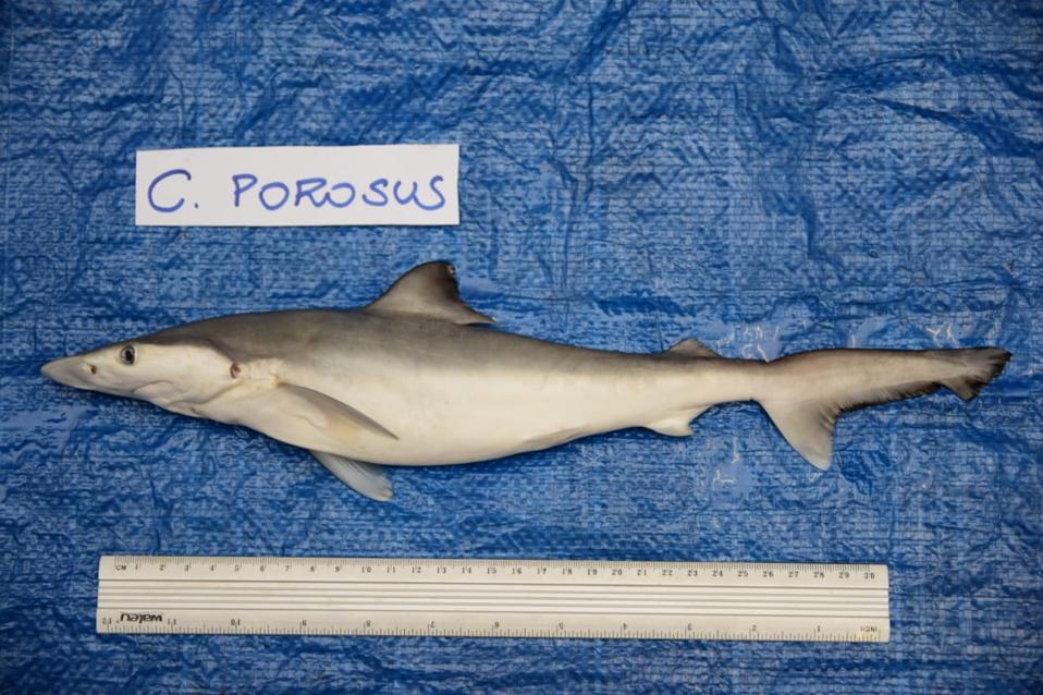 What Happens Next In Brazil Is Crucial For One Shark Species
