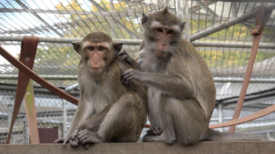 Research Suggests Teamwork Reduces Stress In Monkeys