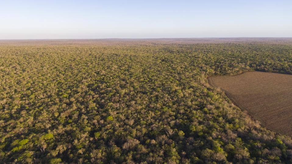 A Hunt For The Jungle Turkey of The Yucatan