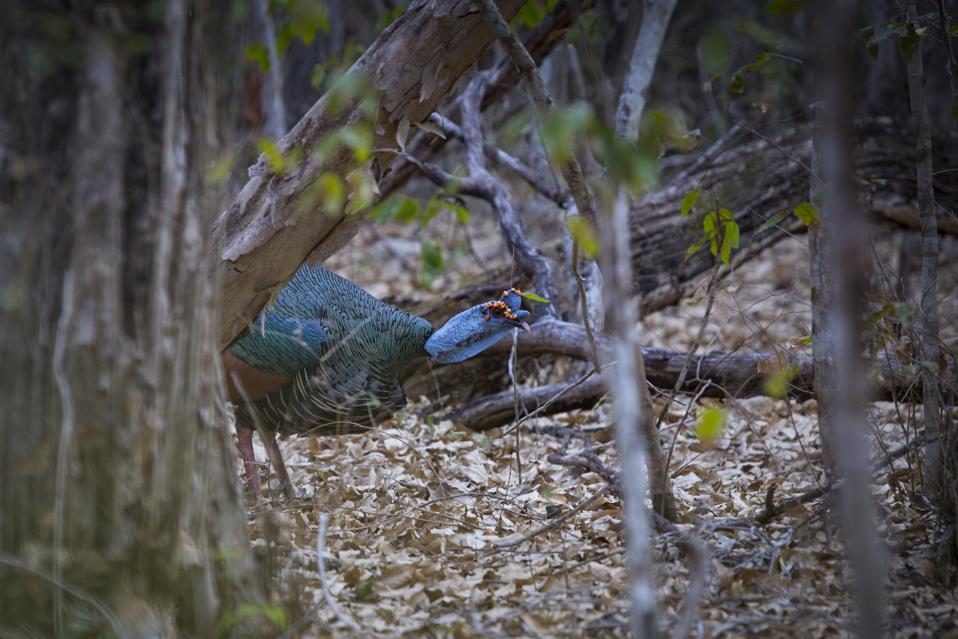 A Hunt For The Jungle Turkey of The Yucatan