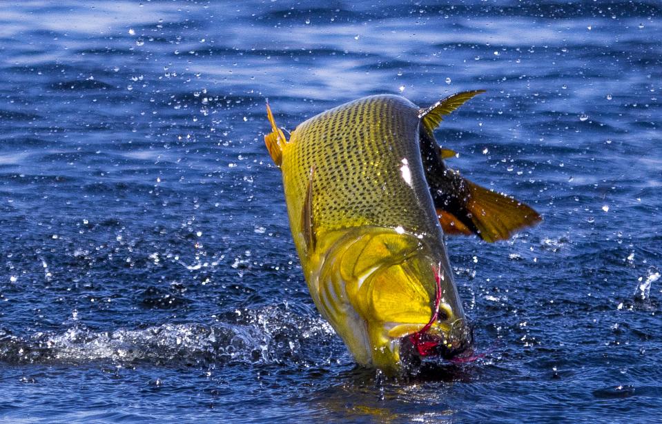 Why Fly Fishermen Are Flocking To South America For Golden Dorado