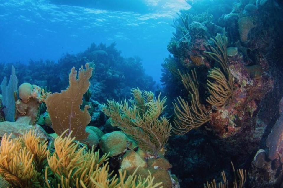 The Best Seven Days You'll Ever Spend In Bermuda