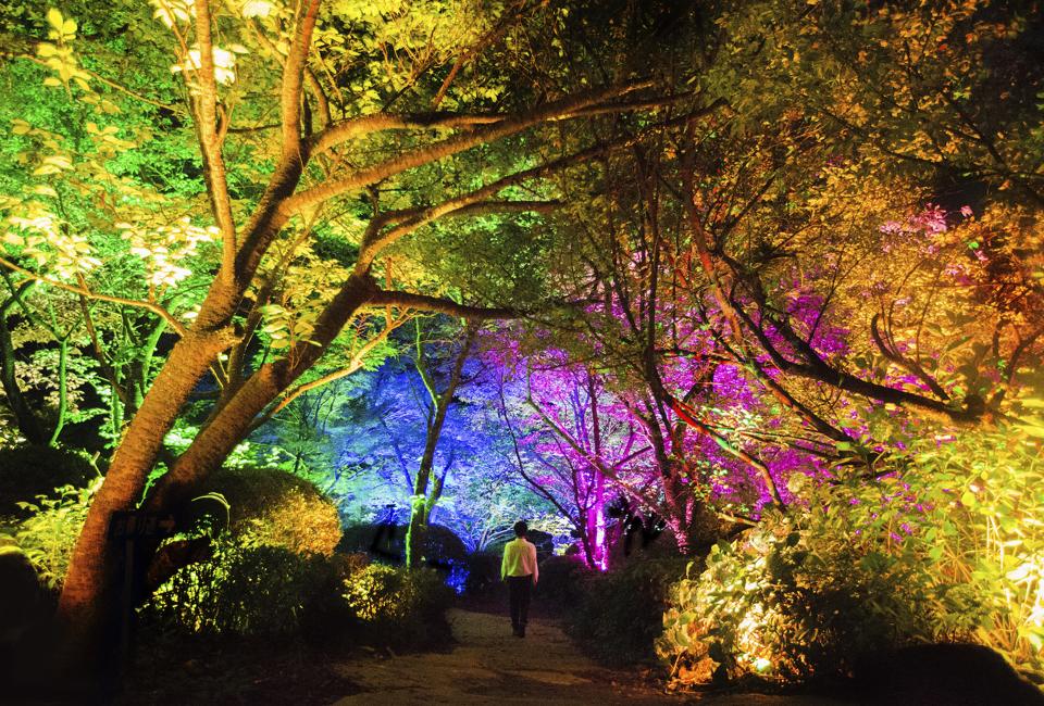 The Incredible Photos Of Japan’s ‘A Forest Where Gods Live’