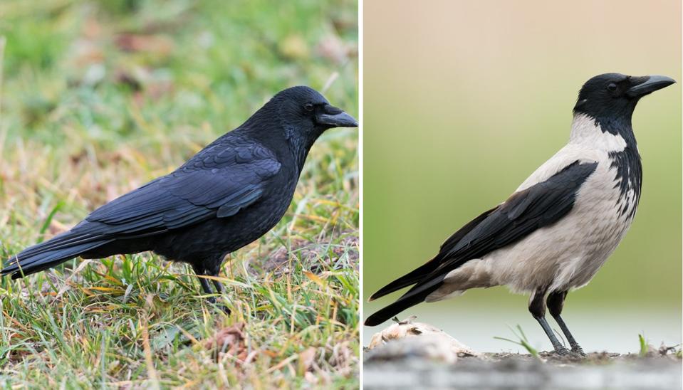 Do ‘Birds Of A Feather’ Speciate Together?