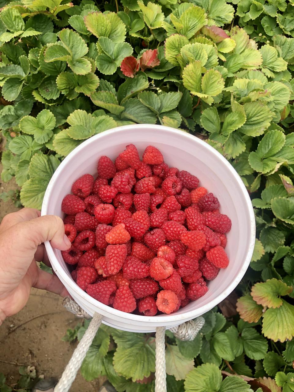 A Salute To Summer’s Sweetest Tradition: Berry Picking