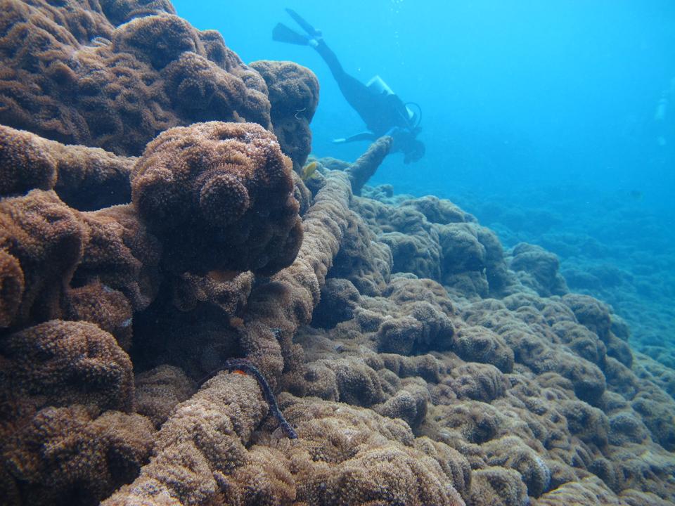 Black Reef Risk: How Sunken Metal Shipwrecks Attract Coral Destroying ...