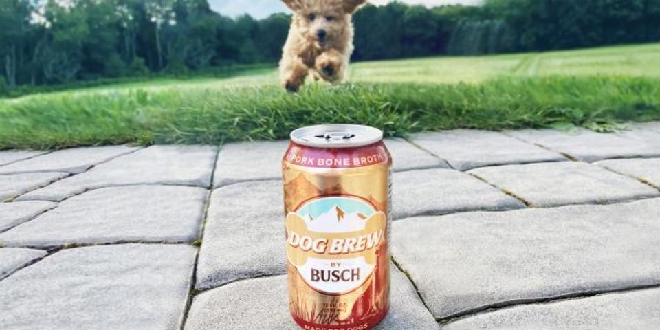 Beer Giant Busch Has Launched A Beer For Dogs