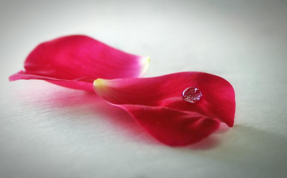 Materials Science Advance Brings A Rose Petal’s Natural Texture To ...