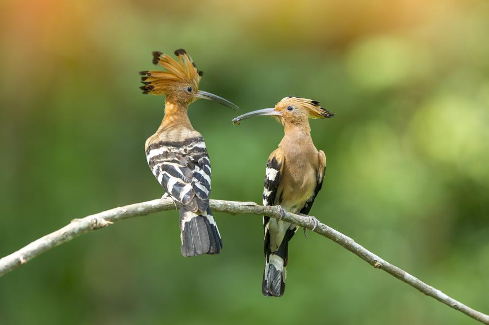 Israel’s Greatest Destinations For Animal Lovers, In Honor Of National ...