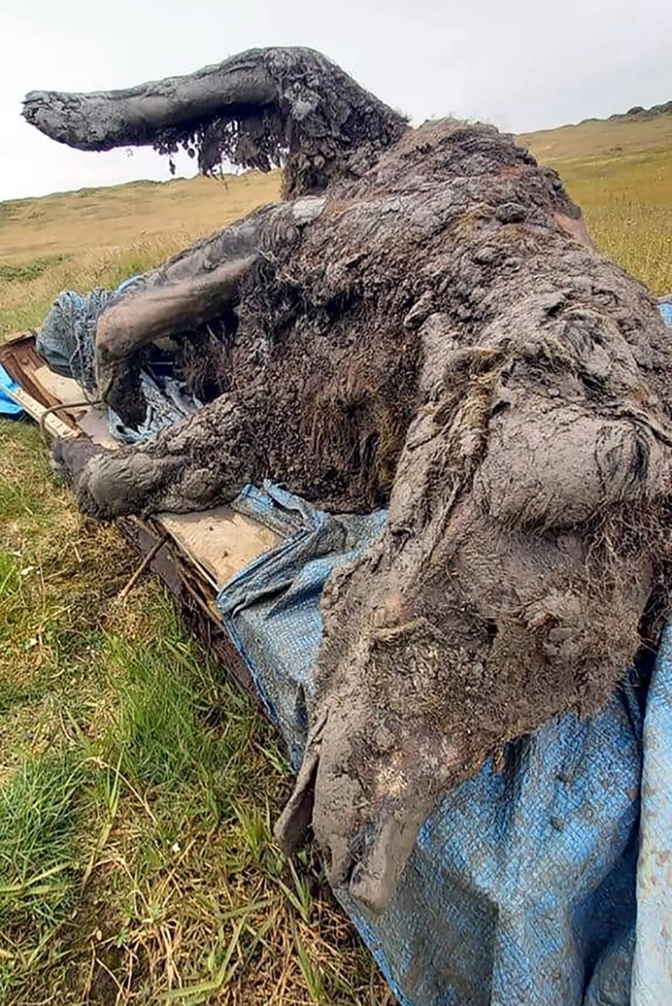 Perfectly Preserved Cave Bear Mummy Unearthed On Arctic Island