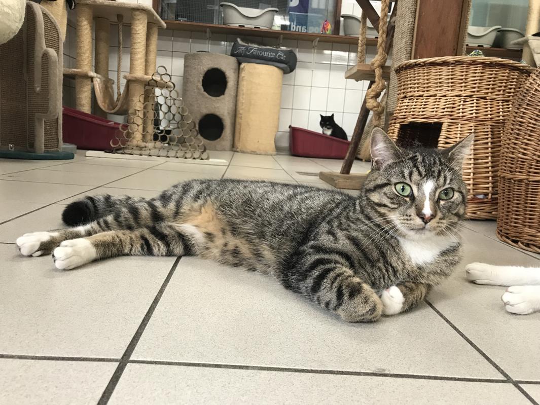 This Floating Cat Sanctuary On An Amsterdam Canal Is Unforgettable