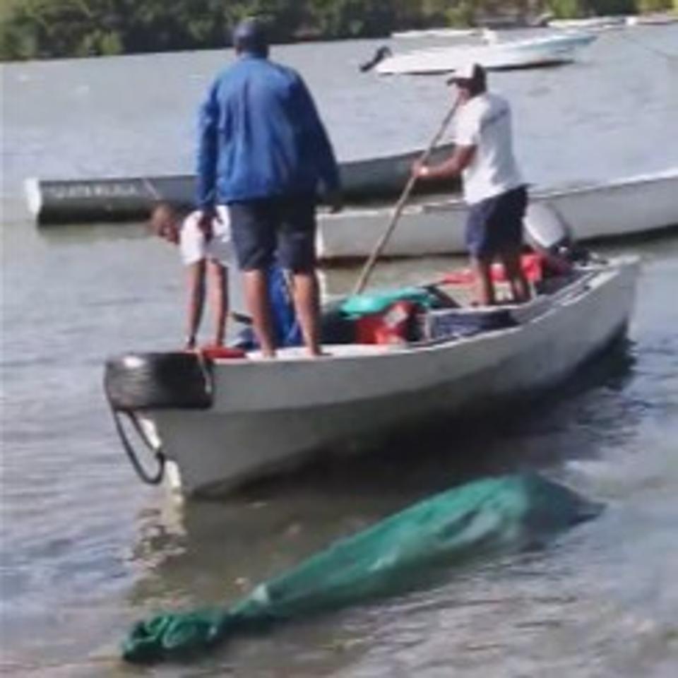 Grizzly Discovery Pushes Whale And Dolphin Death Toll To 50 Following ...