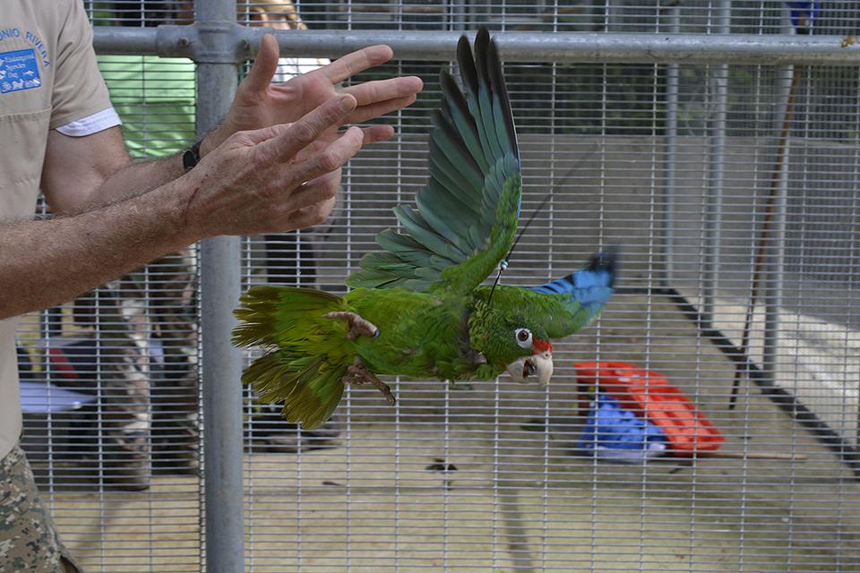 Can Parrots That Speak Different Dialects Understand Each Other?