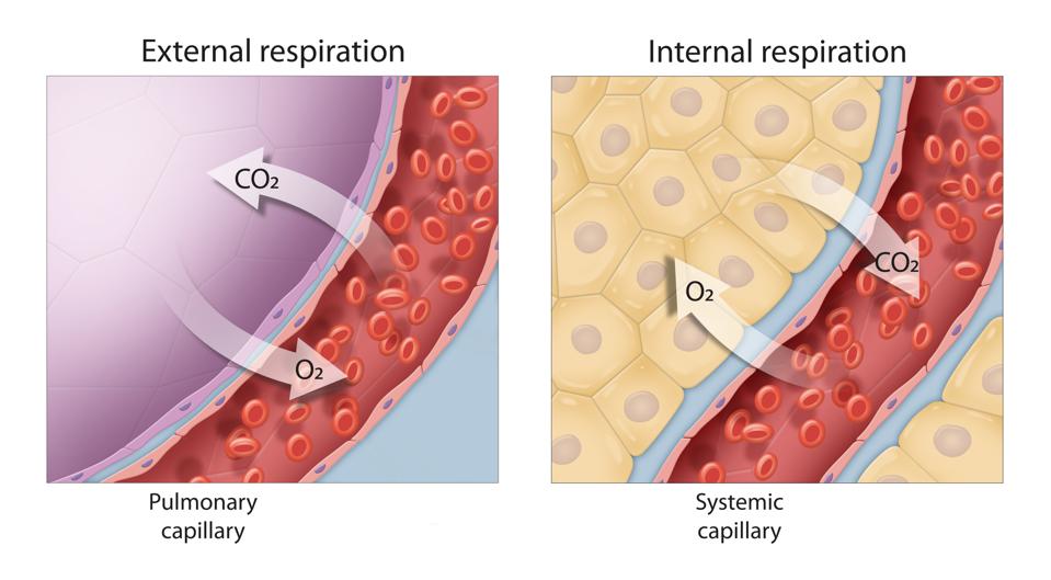 Study: Masks Do Not Increase Carbon Dioxide Levels In Patients With ...