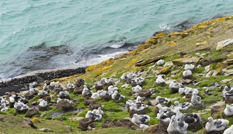Bird Poop Is Responsible For The Falkland Islands’ Iconic Grasslands