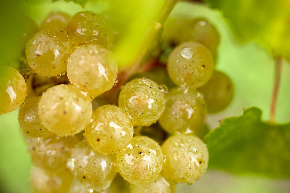 Holiday Gift Guide 2020: The Best Biodynamic Wines For Clean Wine Lovers