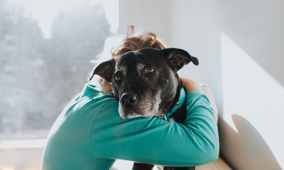 Pets Combat Loneliness And Stress For Those Isolated During The Covid ...