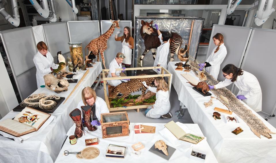 Inside The Natural History Museum’s New ‘Fantastic Beasts: The Wonder ...