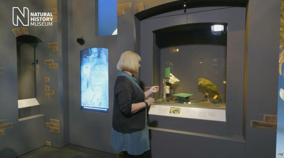 Inside The Natural History Museum’s New ‘Fantastic Beasts: The Wonder ...