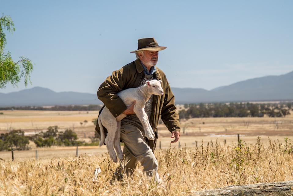 Sam Neill Takes Break From Other Life As Vintner To Protect Flock In ‘Rams’